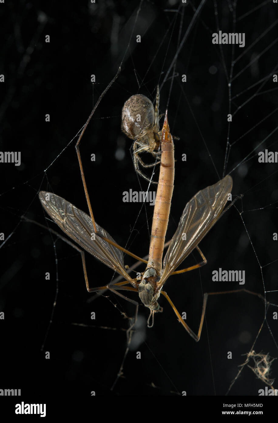 WINDOW SPIDER feeding on Cranefly Zygiella x-notata Found on window ...