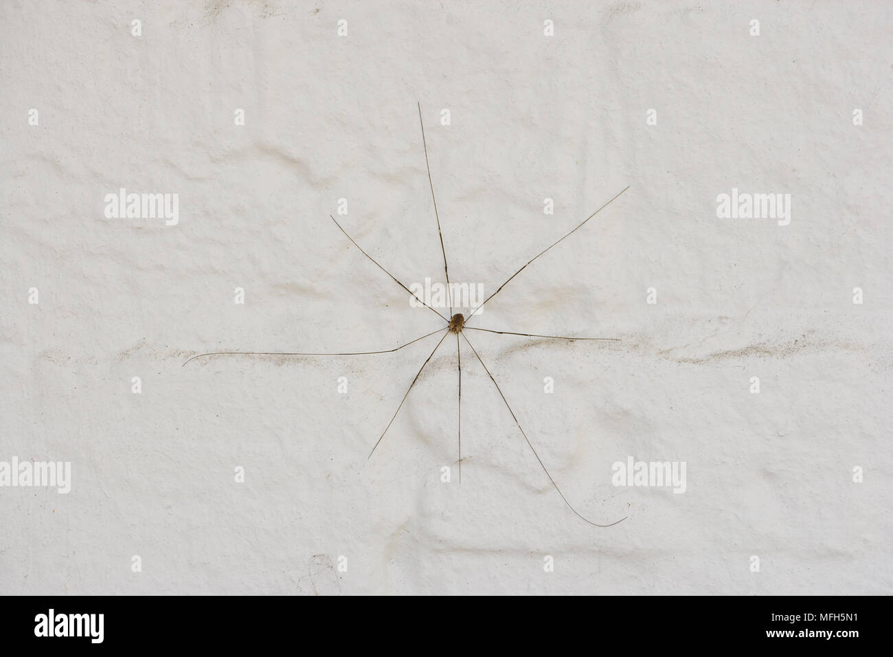 Common Harvestman High Resolution Stock Photography and Images - Alamy