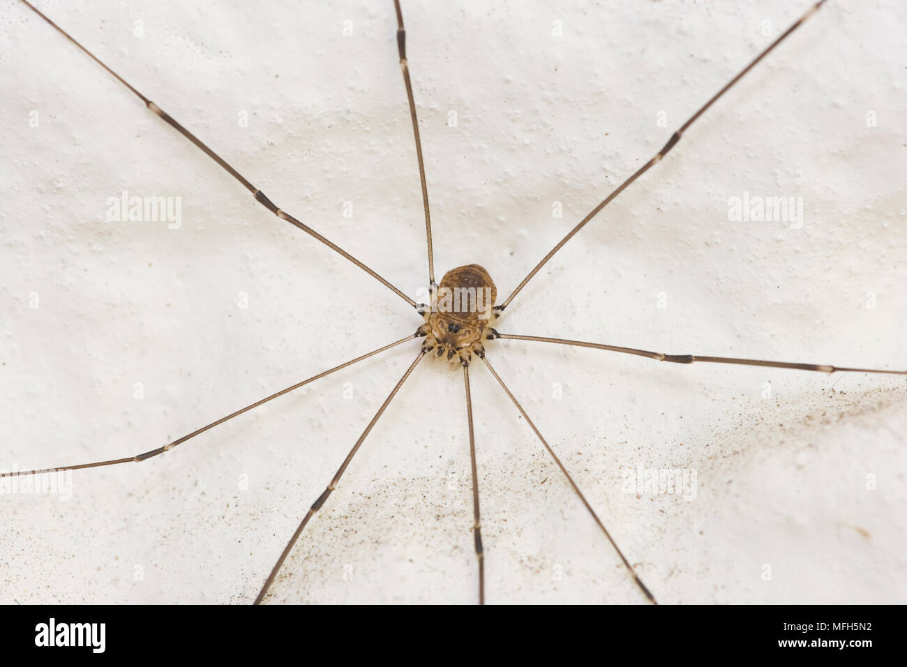 HARVESTMAN Leiobunum rotundum common UK species Sussex Stock Photo - Alamy