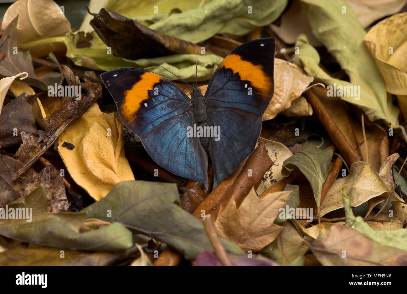 INDIAN LEAF BUTTERFLY Kallima paralekta in leaflitter camouflage Stock ...