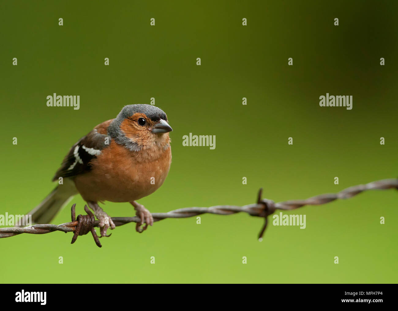 Uk chaffinch hi-res stock photography and images - Alamy