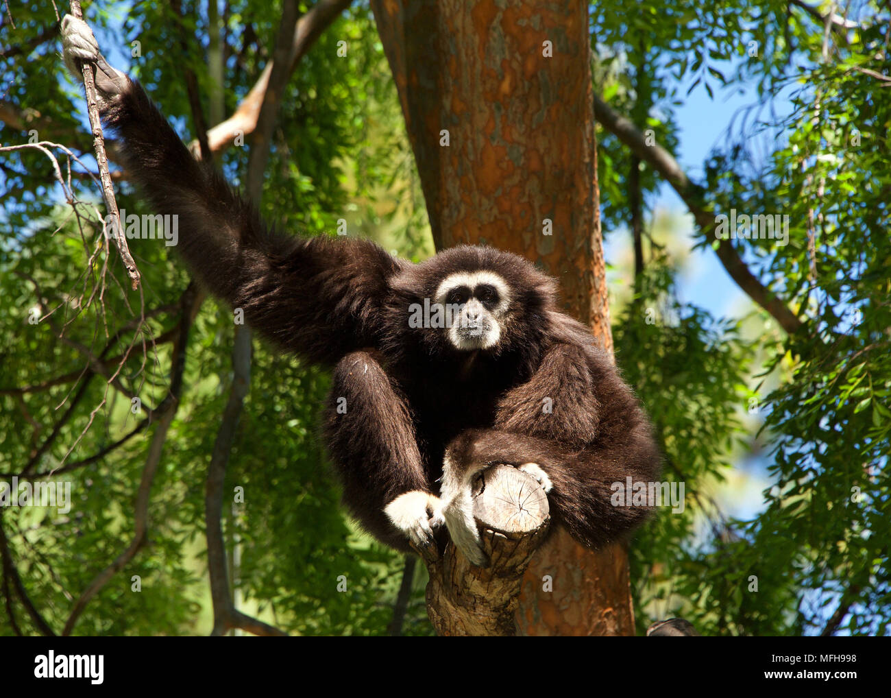 White handed Gibbon sitting in a tree. It is an endangered primate in ...