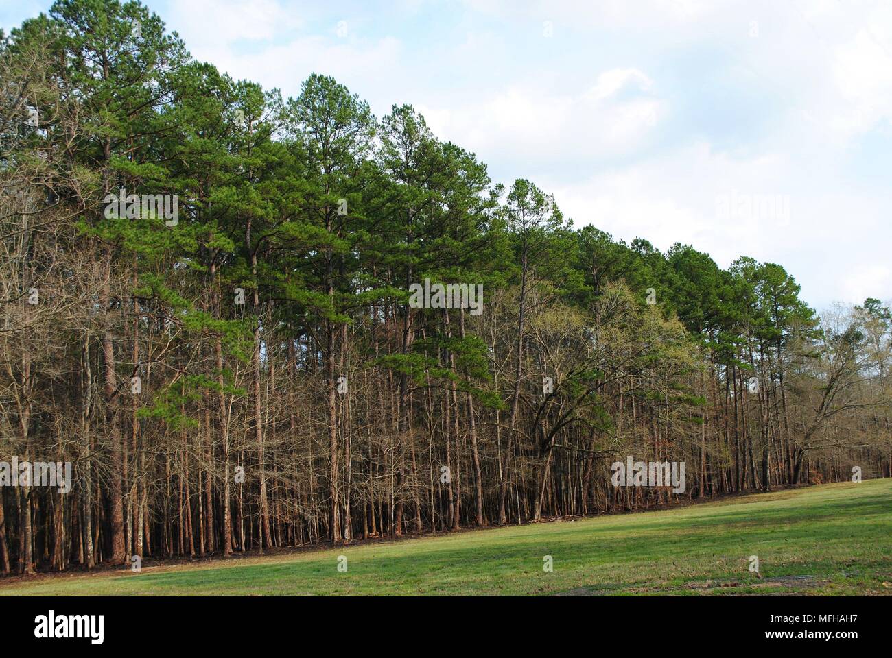 Pine Tree Timberline Stock Photo - Alamy