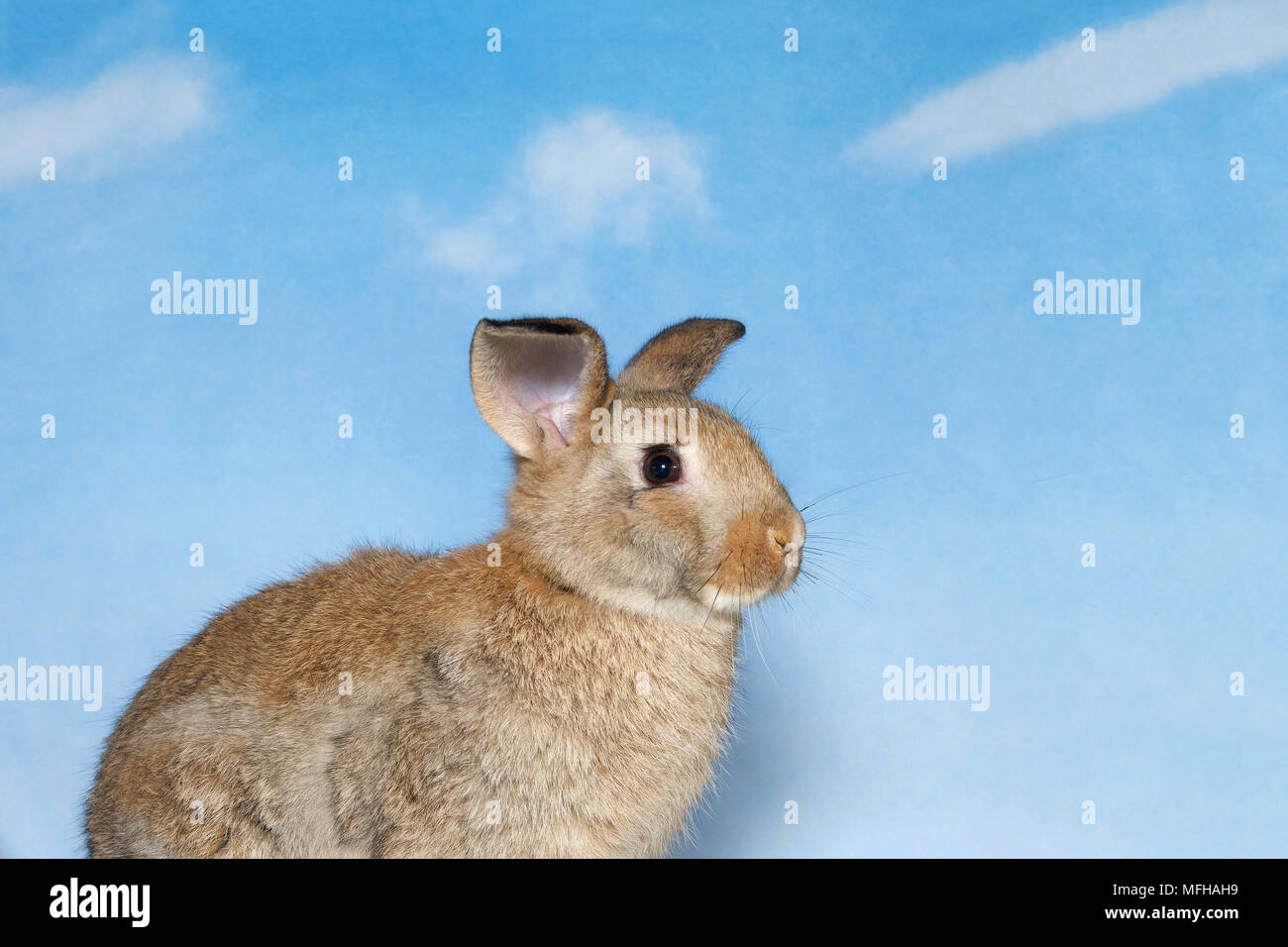 Brown bunny with blue cloudy sky background. A domestic rabbit, more ...