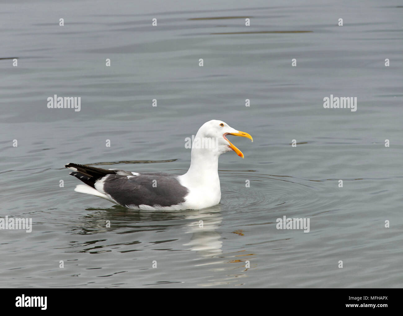 California Gull swimming in shallow water looking for food. Mouth open ...