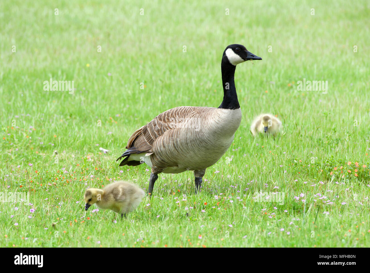 Breeding colonies in urban and cultivated areas hi-res stock ...