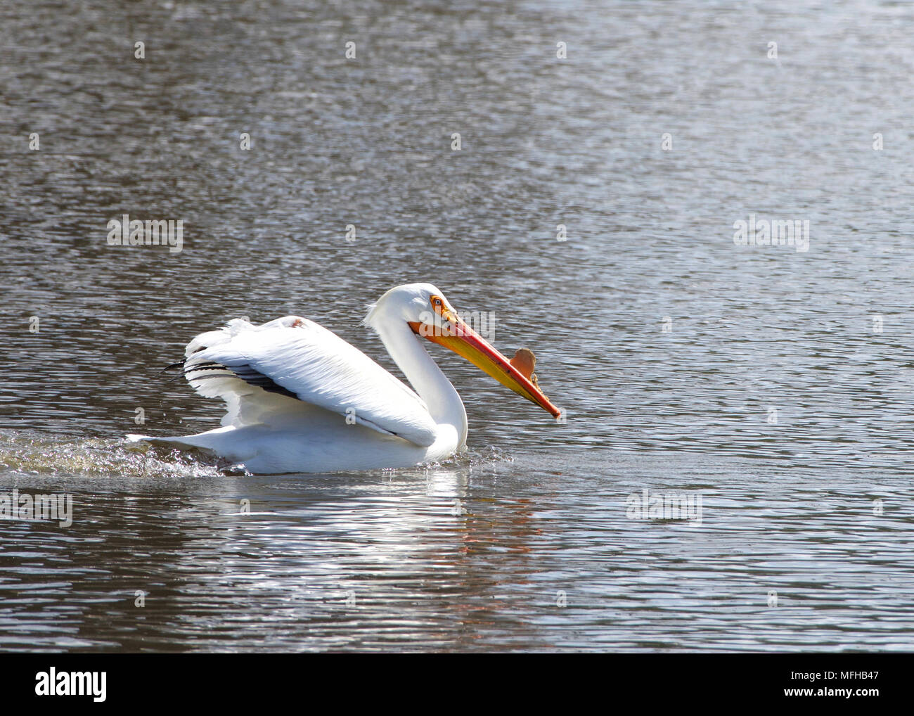Pelican breeding season hi-res stock photography and images - Alamy