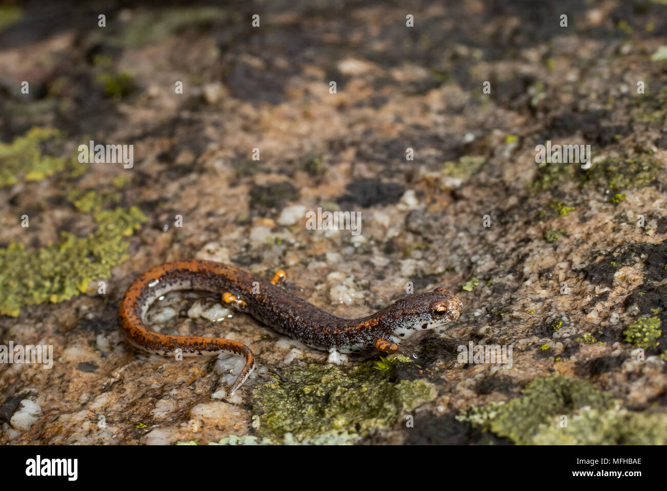 Four-toed salamander - Hemidactylium scutatum Stock Photo - Alamy