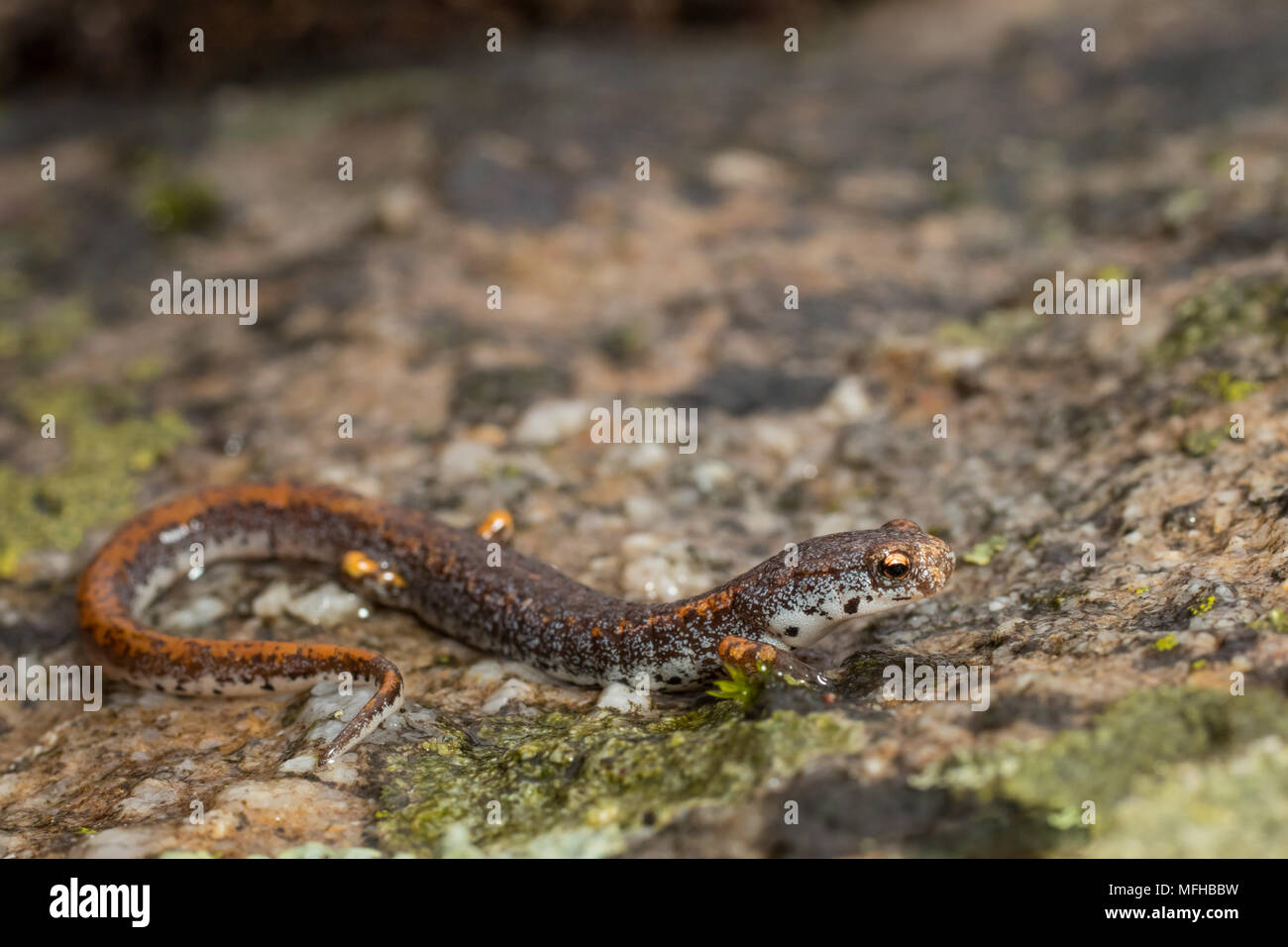 Four-toed salamander - Hemidactylium scutatum Stock Photo - Alamy