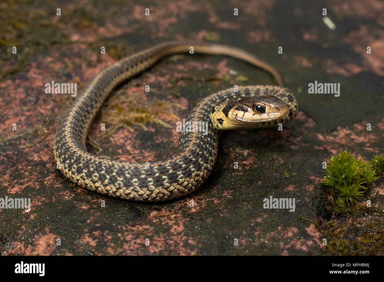 Common Garter Snake