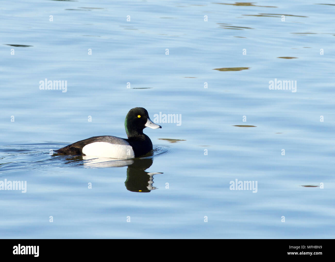 Male Greater Scaup in breeding colors swimming on calm water. A mid ...