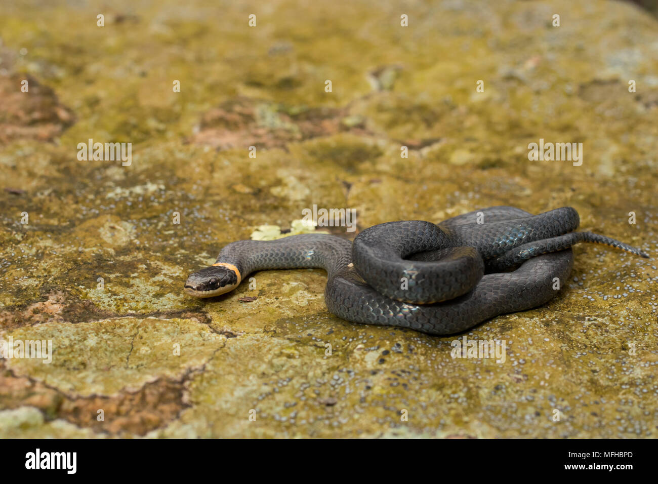 Northern ringneck snake - Diadophis punctatus Stock Photo - Alamy