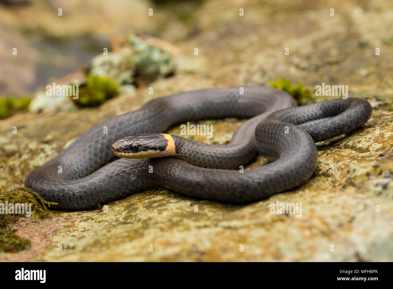 Northern ringneck snake - Diadophis punctatus Stock Photo - Alamy