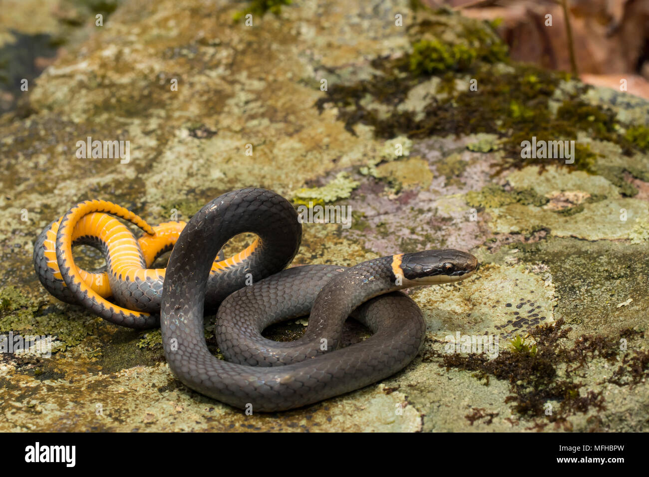 Northern ringneck snake - Diadophis punctatus Stock Photo - Alamy