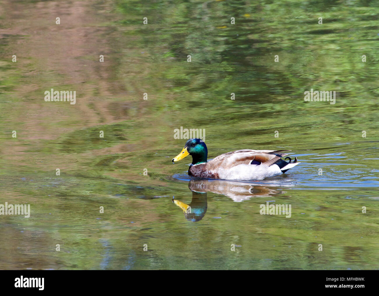 Reflective pond hi-res stock photography and images - Alamy