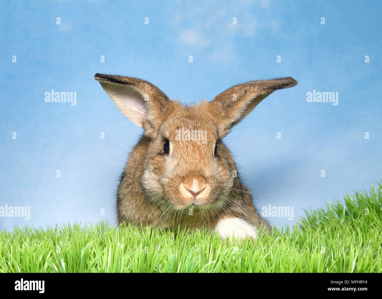 Portrait of an adorable brown baby bunny looking directly at viewer paw ...