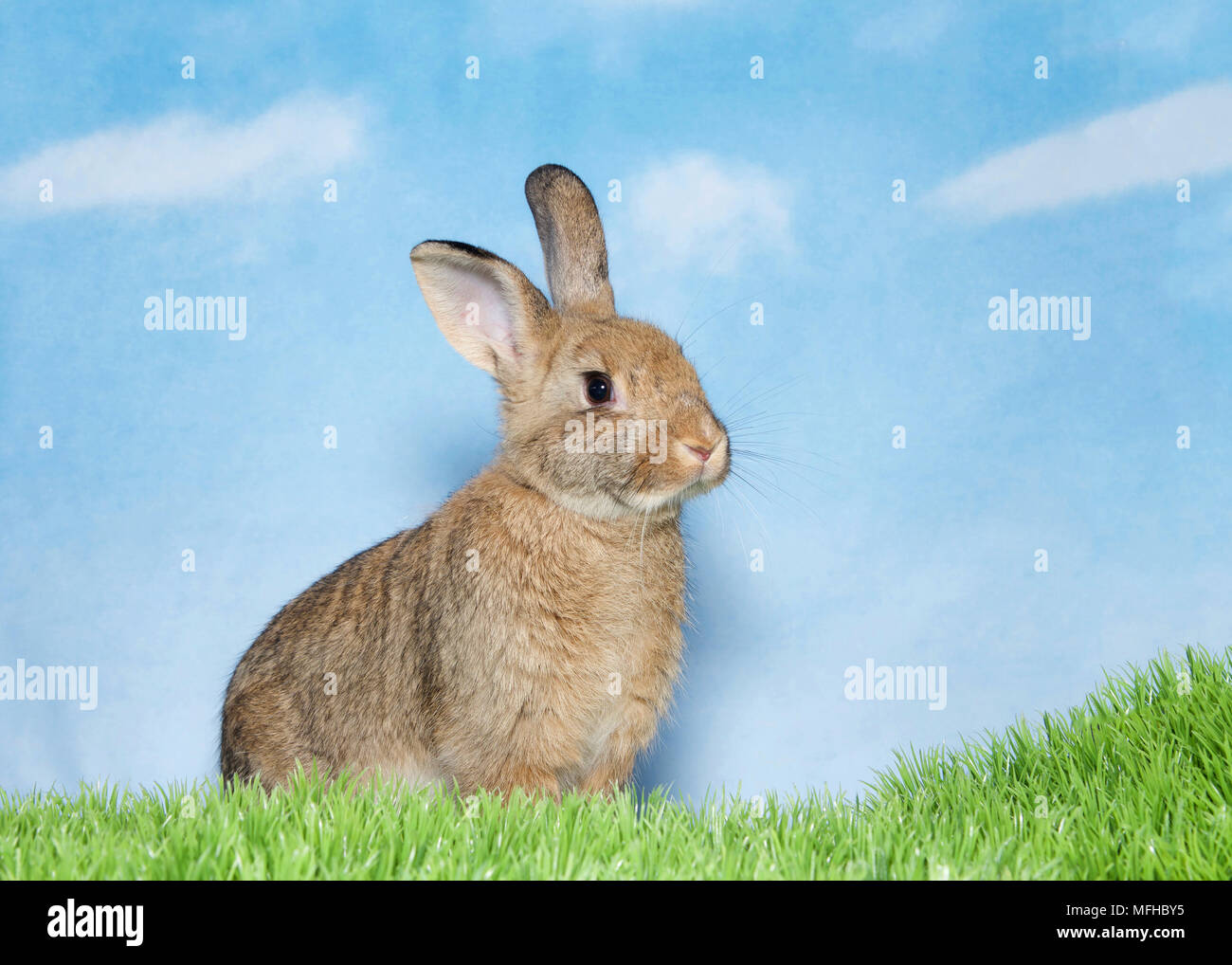 Bunny looking to the right hi-res stock photography and images - Alamy