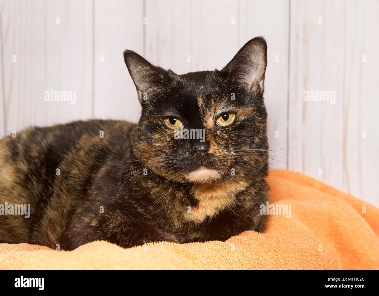 Adorable tortoiseshell tortie tabby cat laying on an orange blanket ...