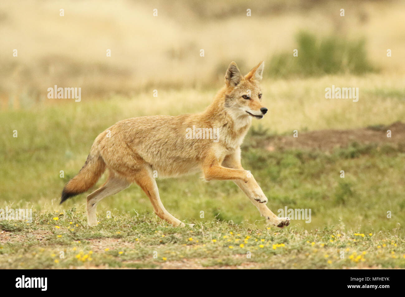 Coyote running hi-res stock photography and images - Alamy