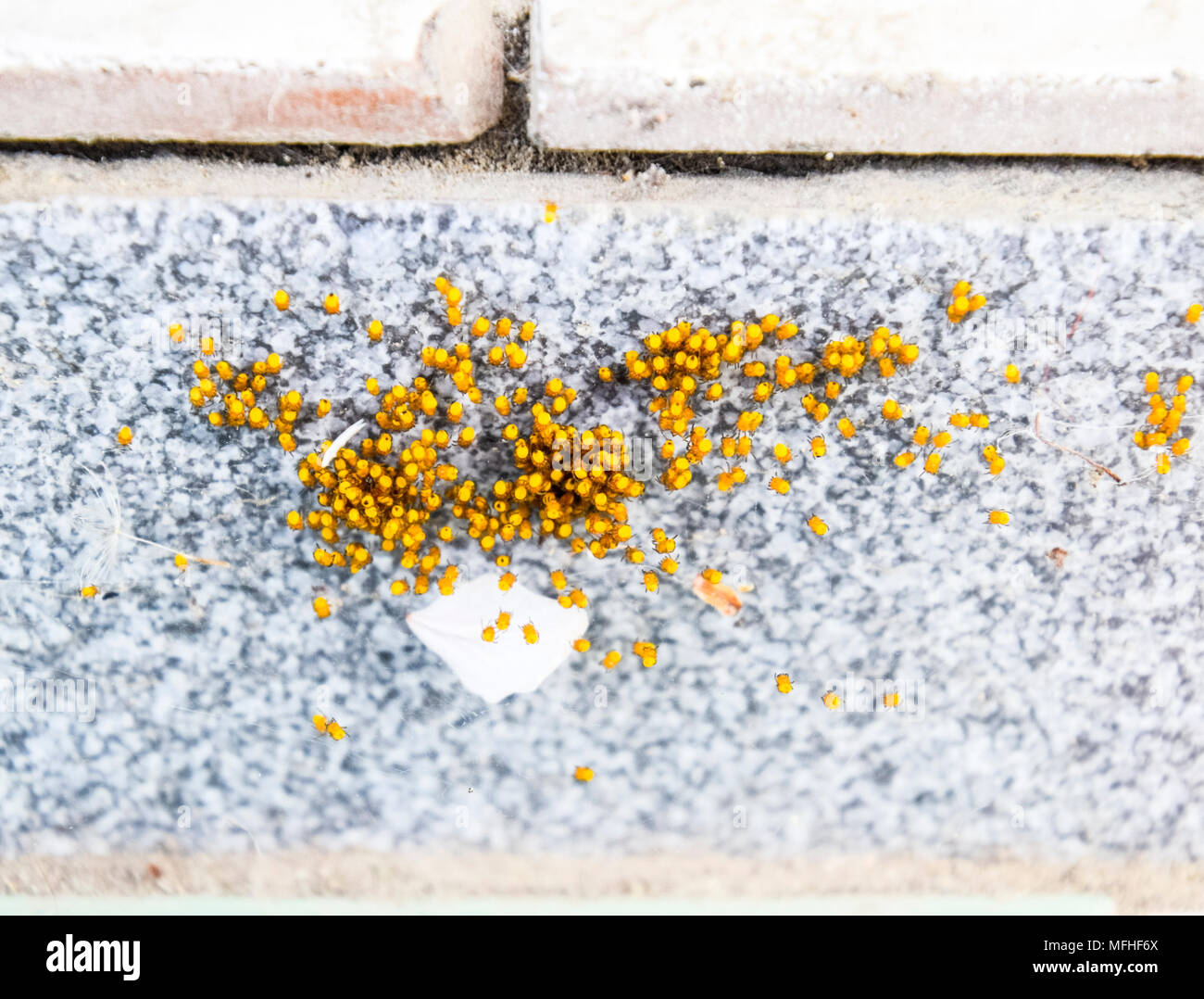 Young spiders, hatched from eggs in the nest. Colony of newborn Stock ...