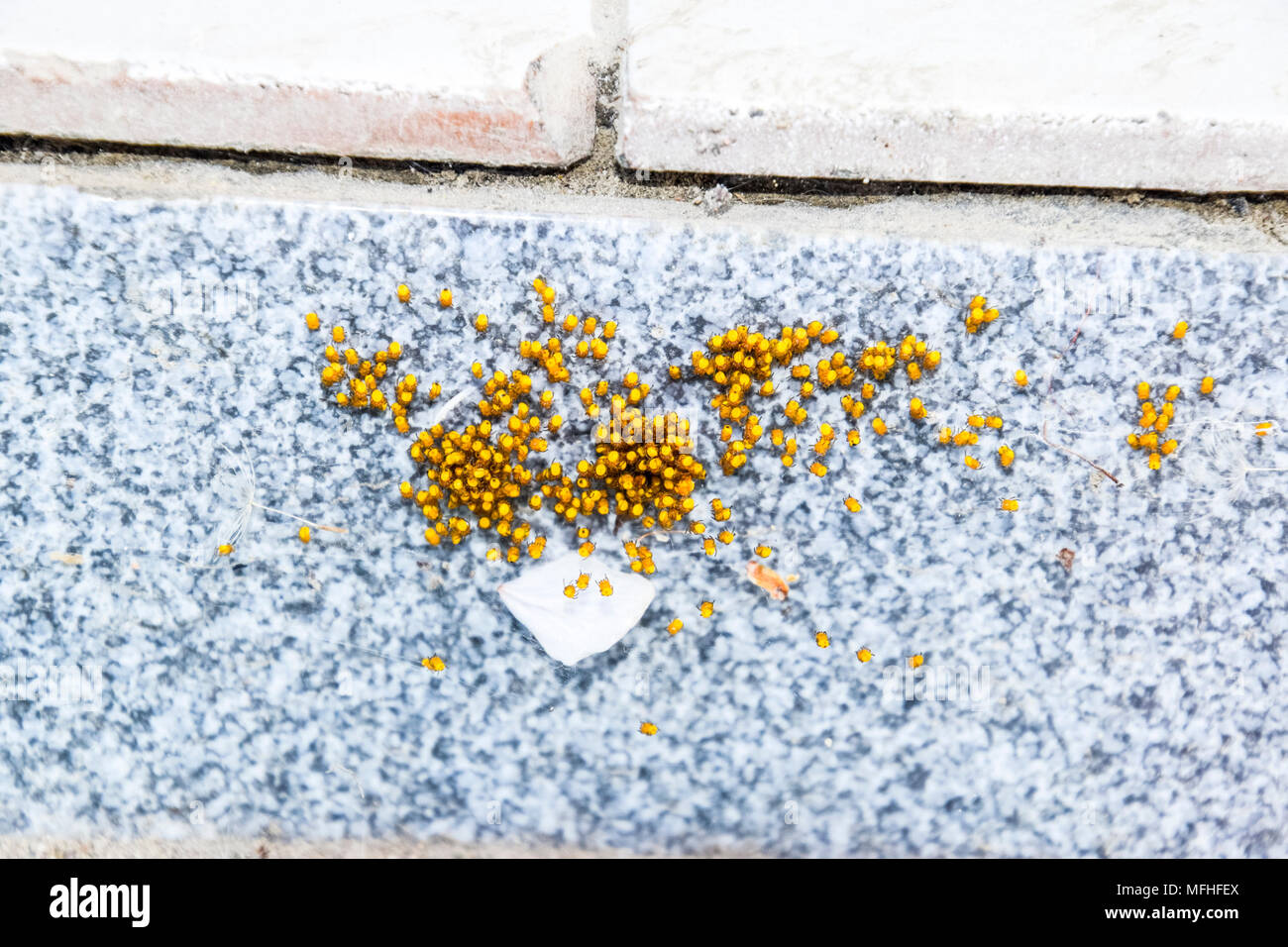 Young spiders, hatched from eggs in the nest. Colony of newborn Stock ...
