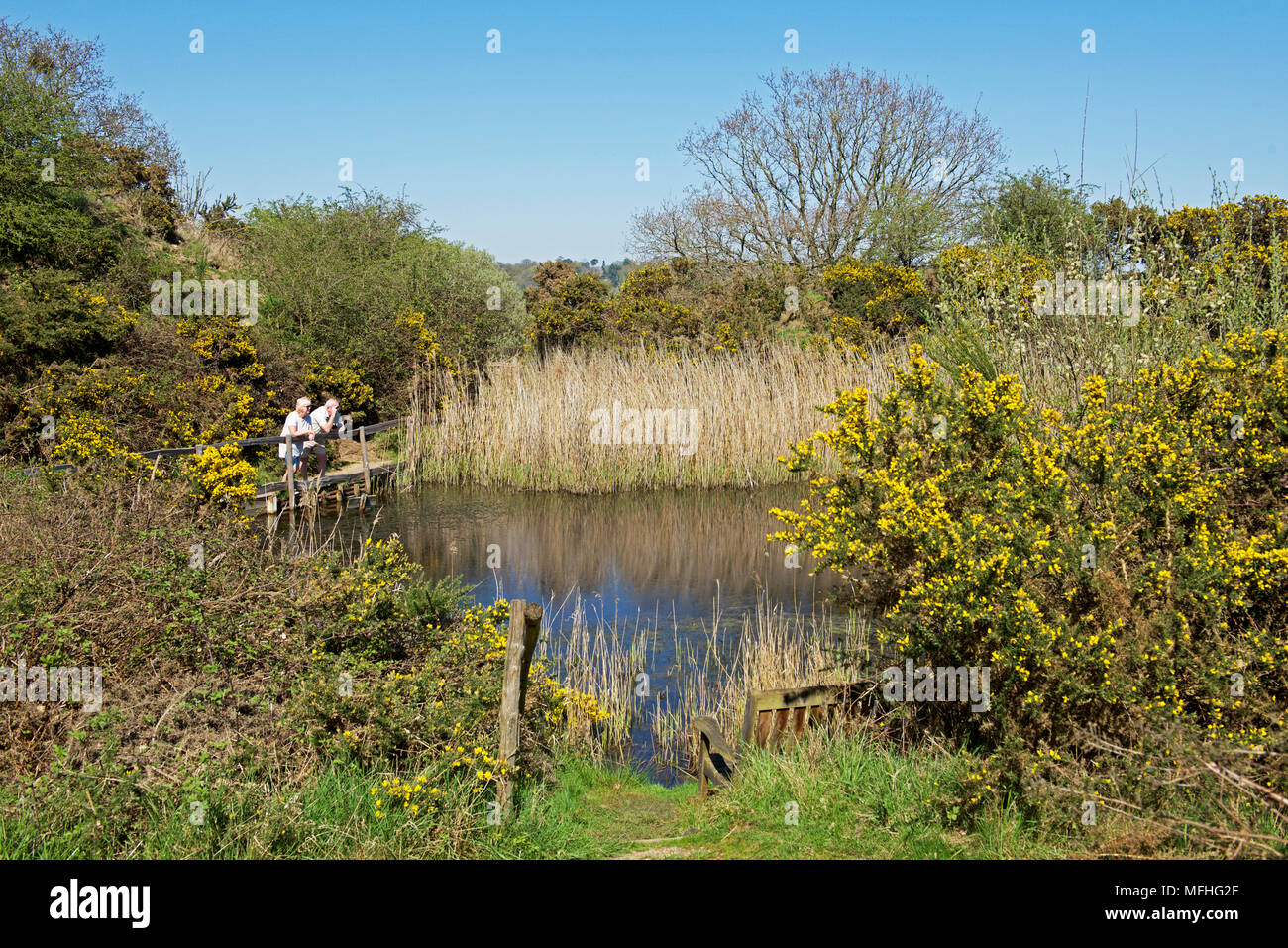 Kit's pond, Fingringhoe Wick, an Essex Wildlife Trust nature reserve ...