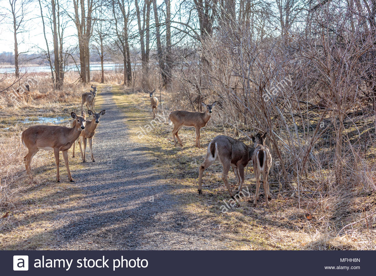 Deer Canada High Resolution Stock Photography and Images - Alamy