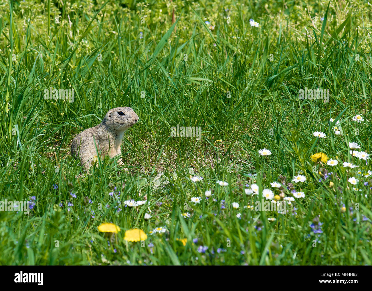 Cute ground squirrel on fresh flower meadow Stock Photo - Alamy