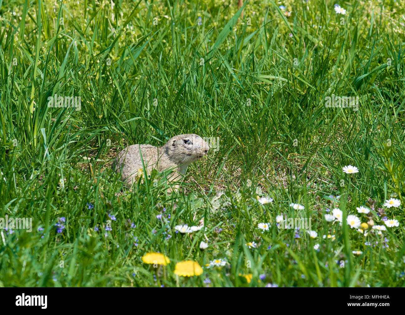 Cute ground squirrel on fresh flower meadow Stock Photo - Alamy