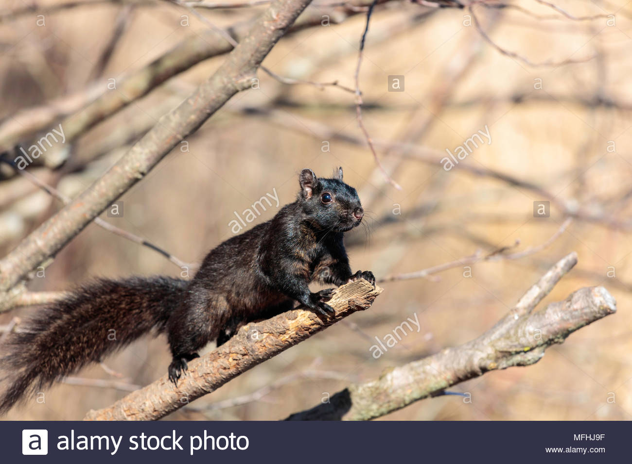 Sciurus Carolinensis Eastern Gray Squirrel High Resolution Stock ...