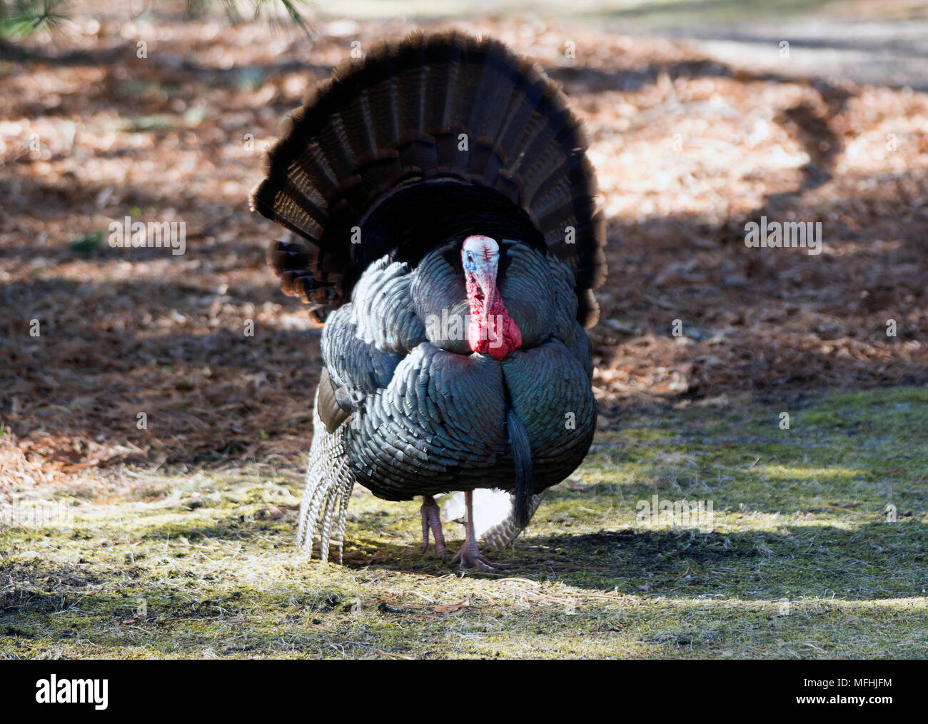Male turkey hi-res stock photography and images - Alamy