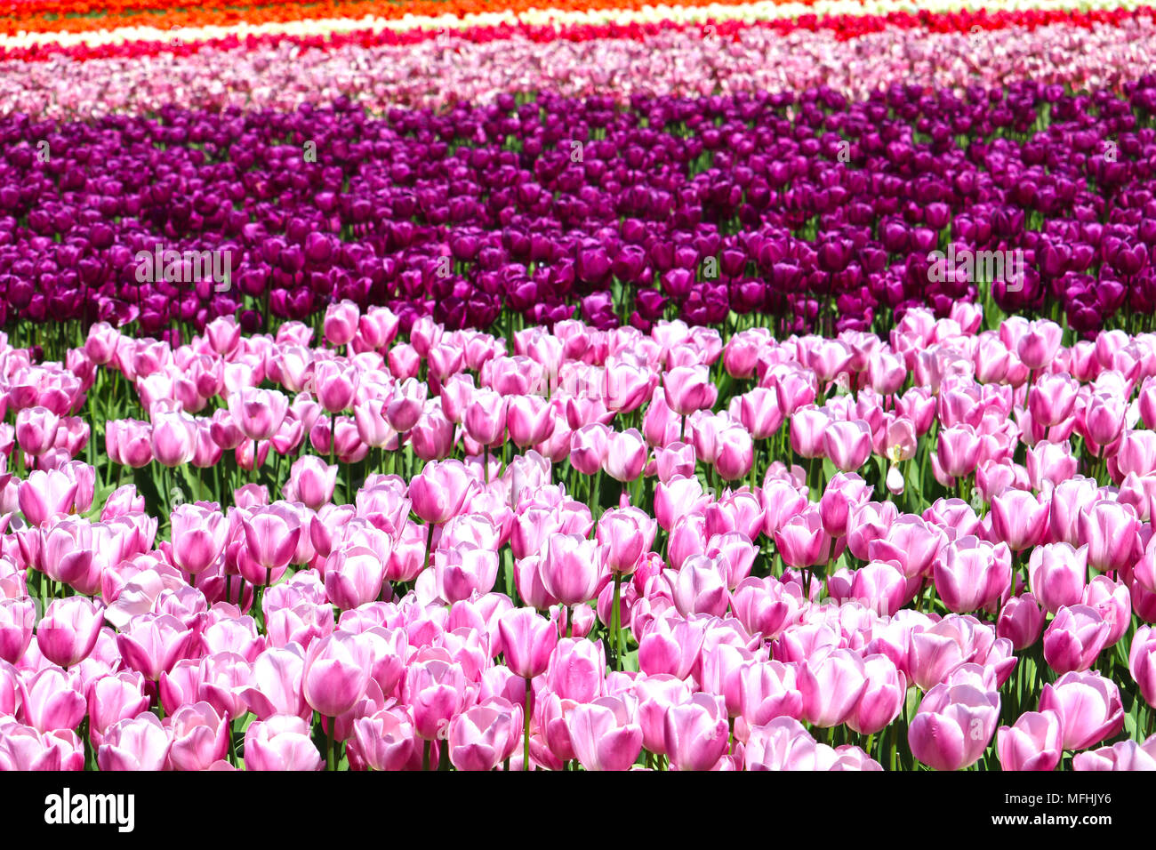 Tulip festivals hi-res stock photography and images - Alamy