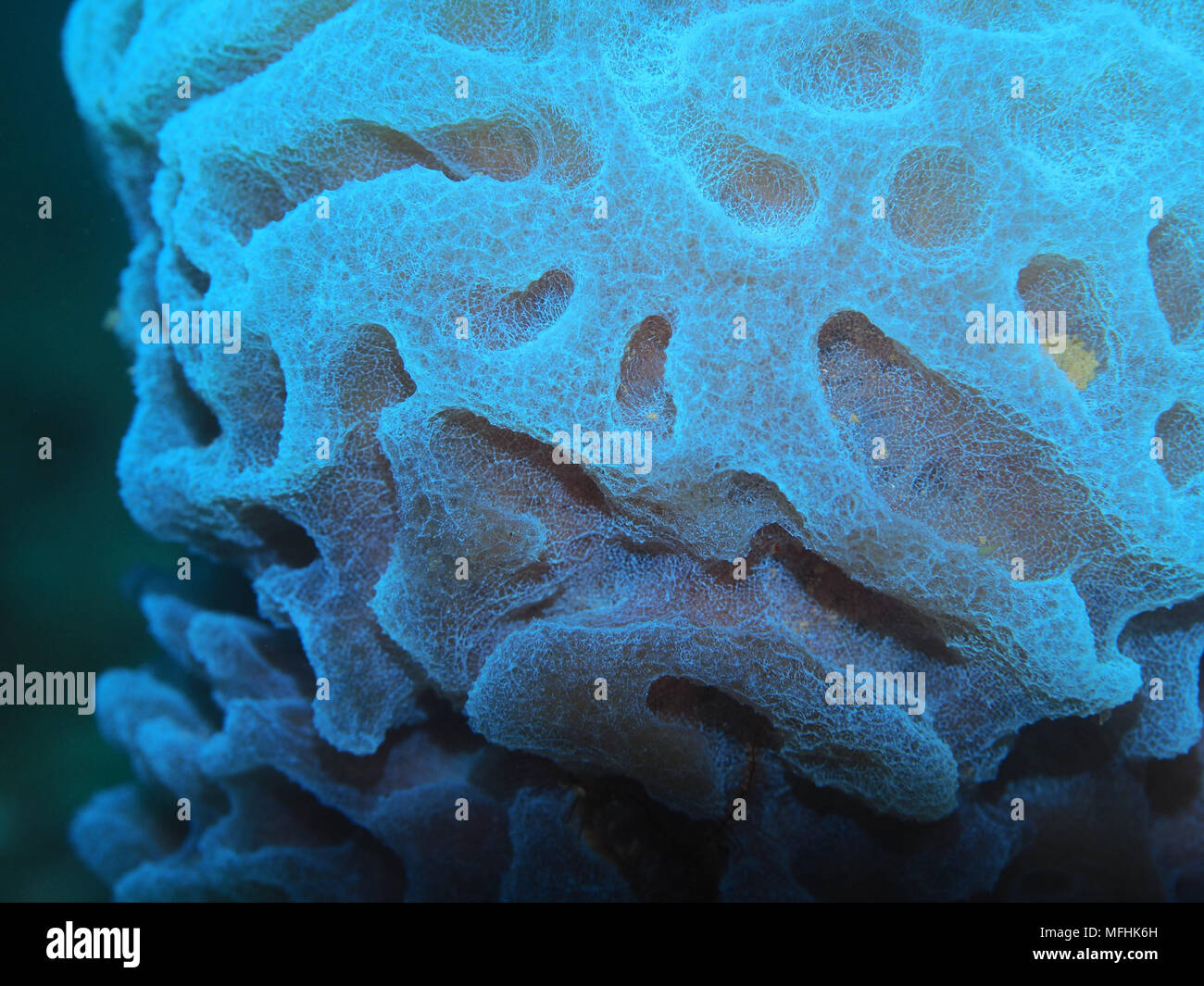 Vase sponge hi-res stock photography and images - Alamy