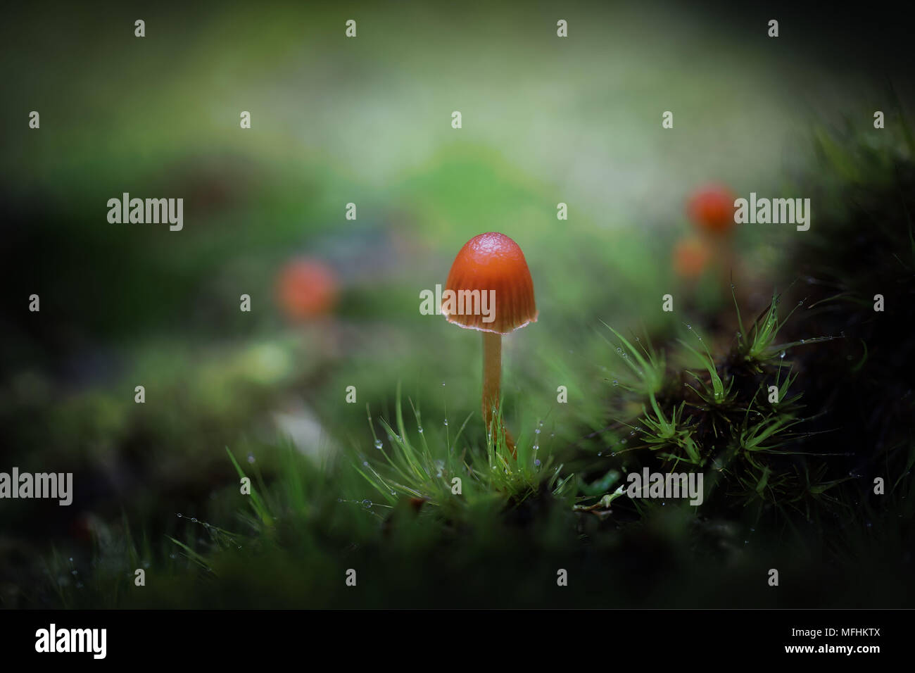 Tasmania forest fungi hi-res stock photography and images - Alamy