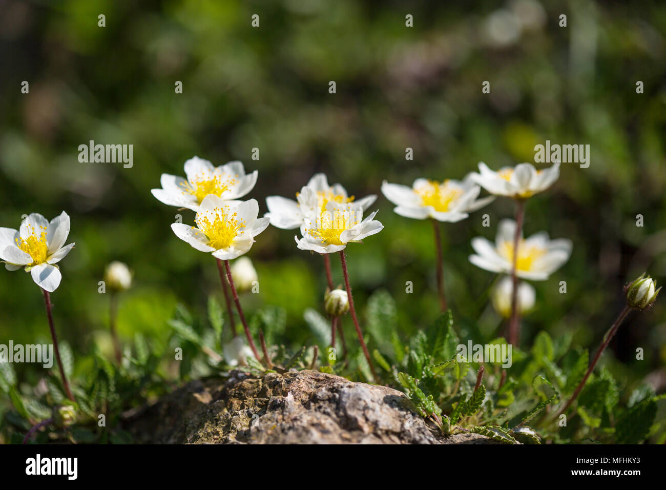 Mountain avens (dryas octopetala) or white dryas, botanical garden in ...