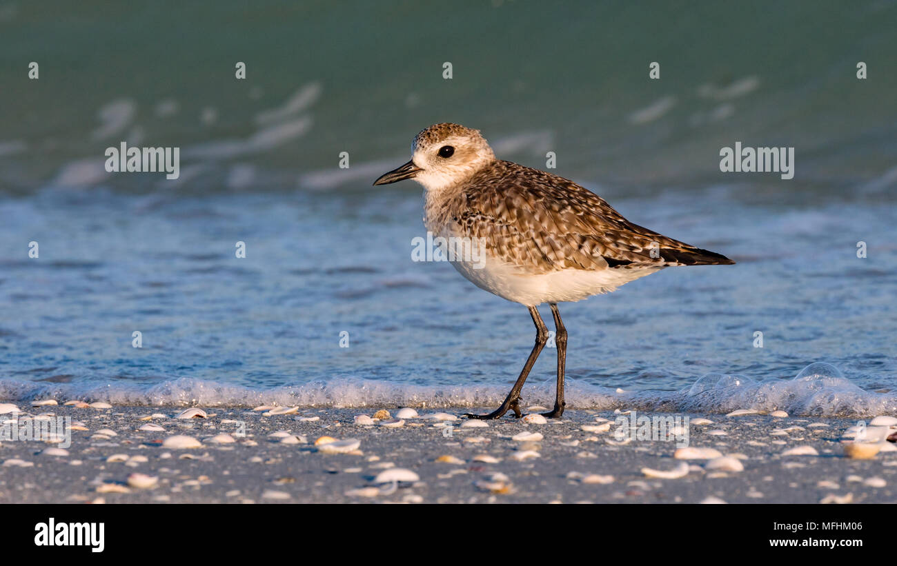 Red knot bird usa hi-res stock photography and images - Alamy
