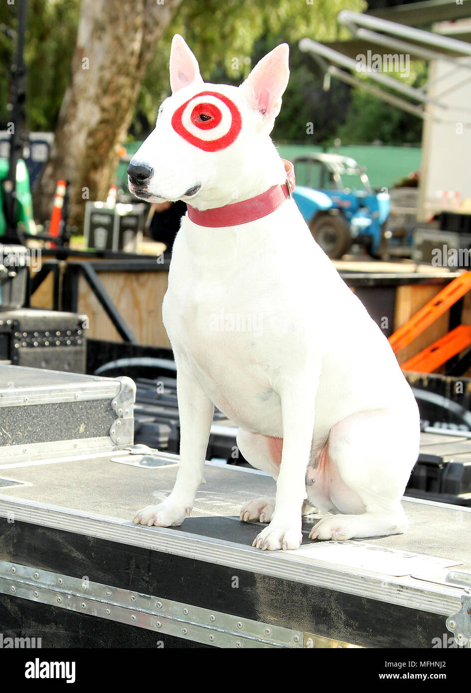 Why Is Targets Mascot A Dog
