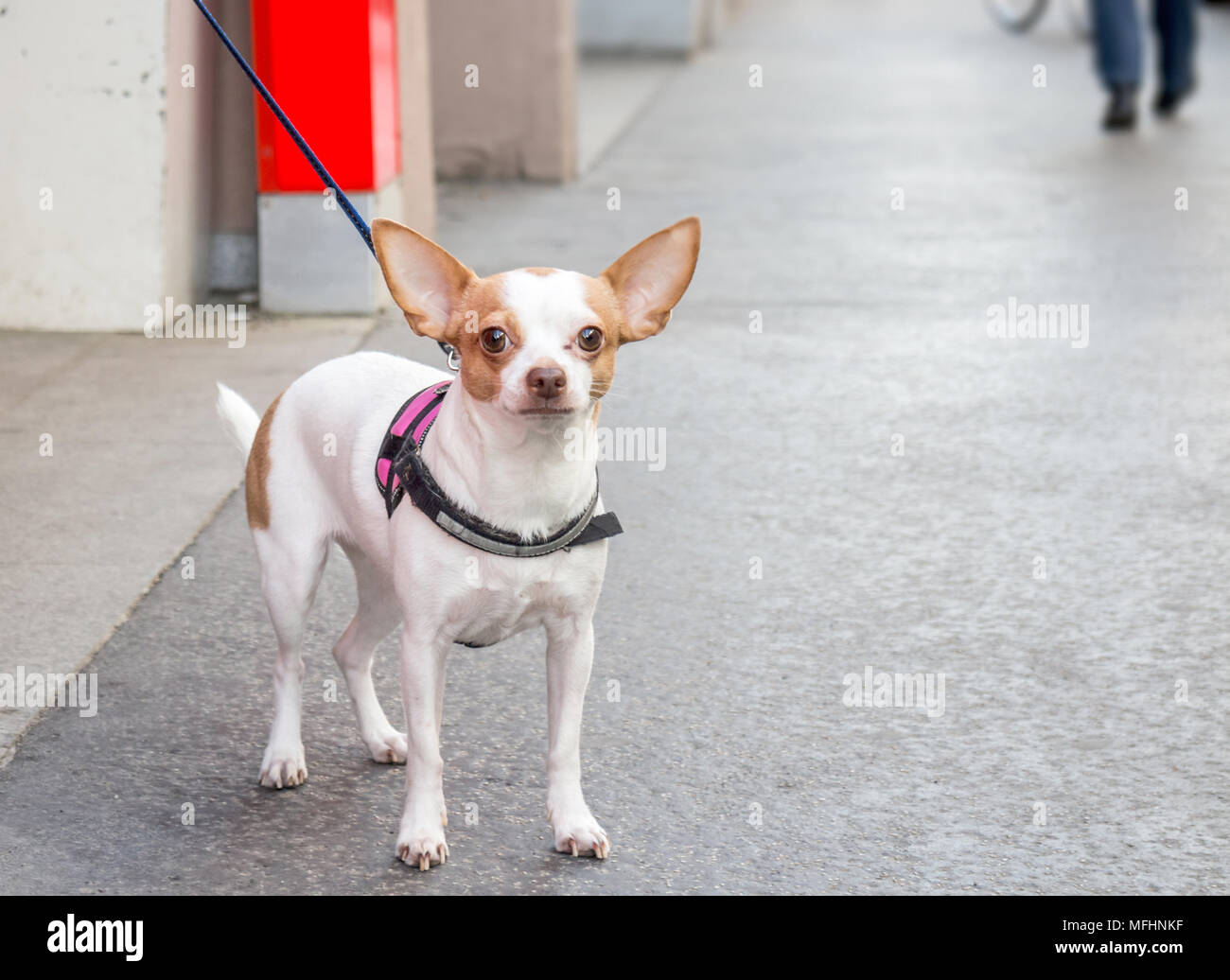 Purebred chiwawa hi-res stock photography and images - Alamy