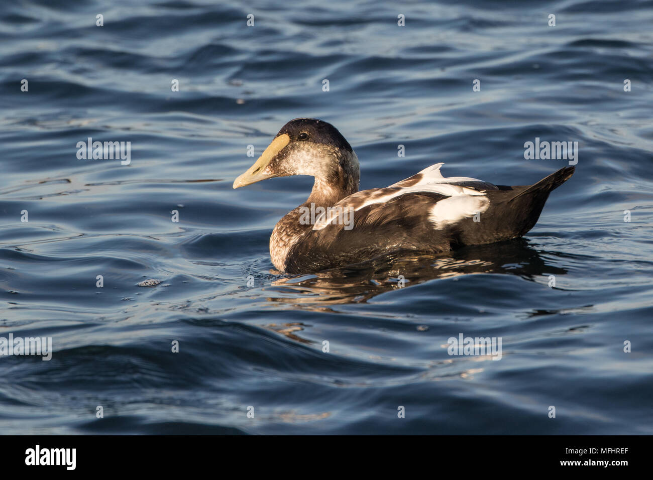 Eider down hi-res stock photography and images - Alamy