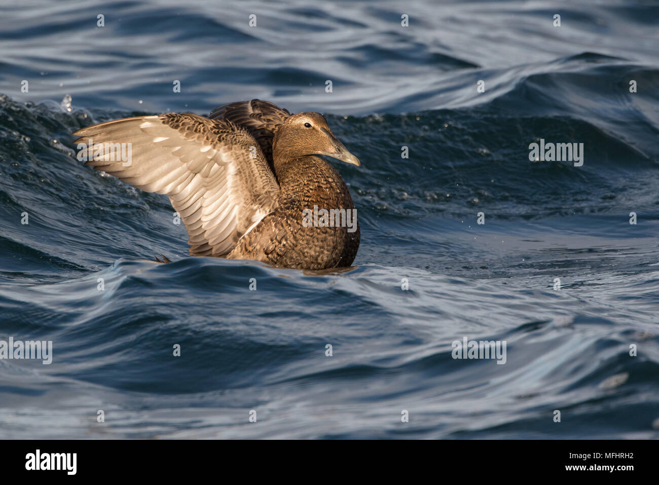 Somuteria mollissima hi-res stock photography and images - Alamy