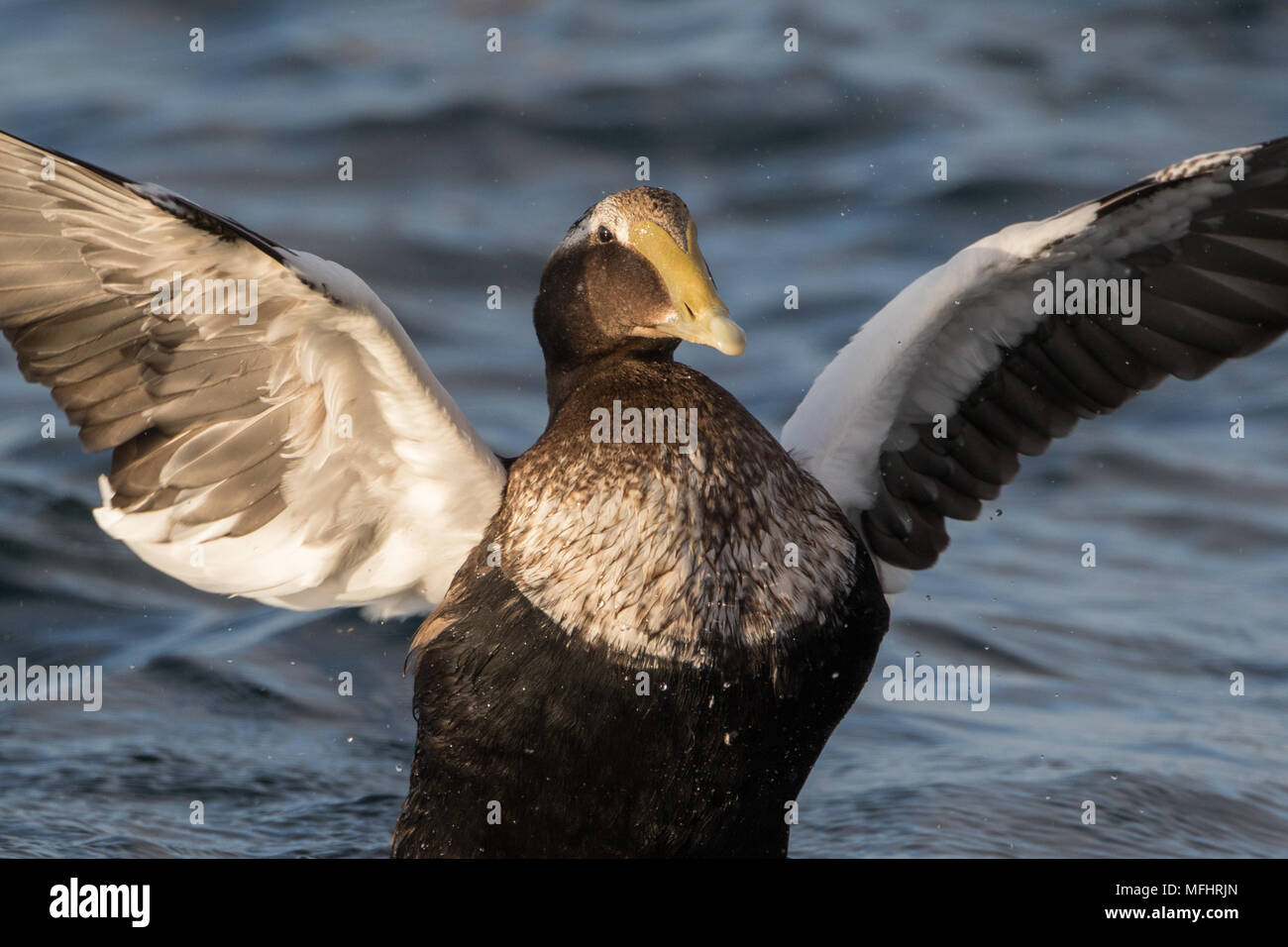A male common eider with wings spread and on the water off the coast of ...