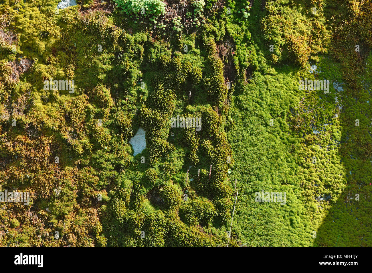 Moss rock texture hi-res stock photography and images - Alamy