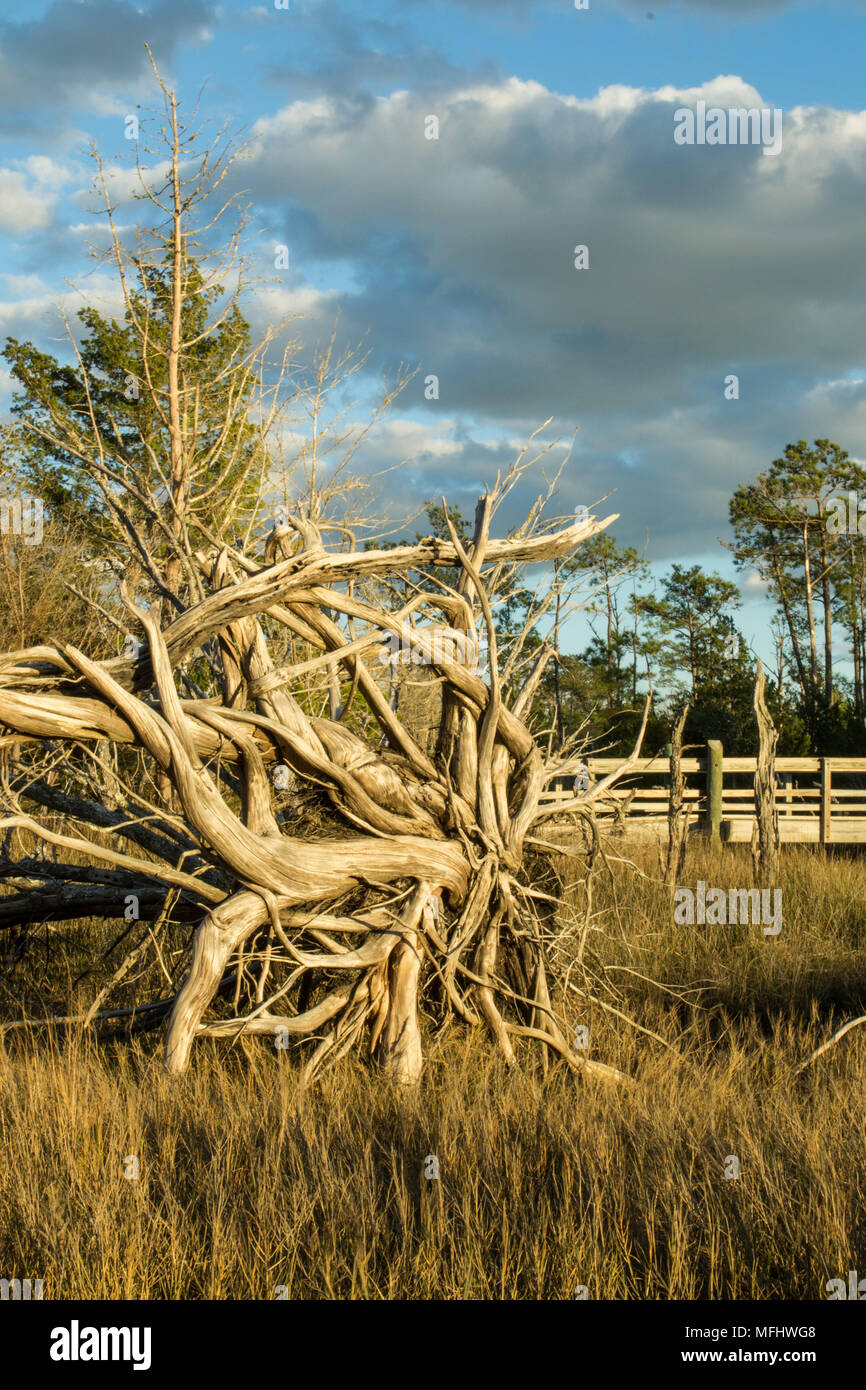 Huge uprooted tree basking in the North Carolina sun. Mother nature ...