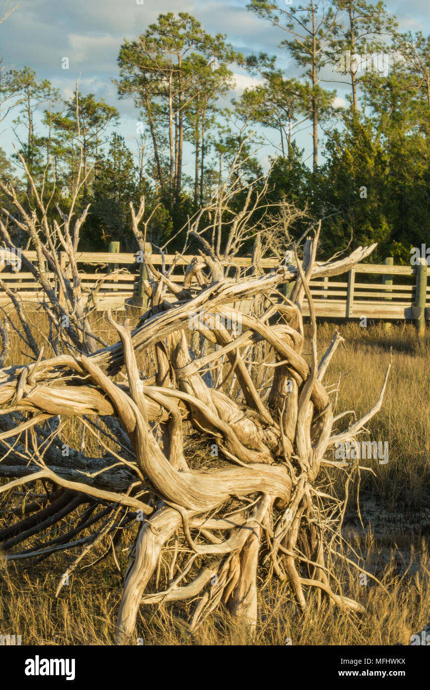 Huge uprooted tree basking in the North Carolina sun. Mother nature ...