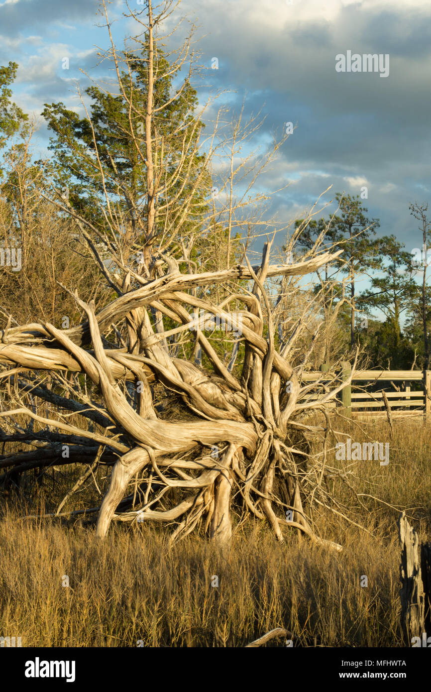 Huge uprooted tree basking in the North Carolina sun. Mother nature ...
