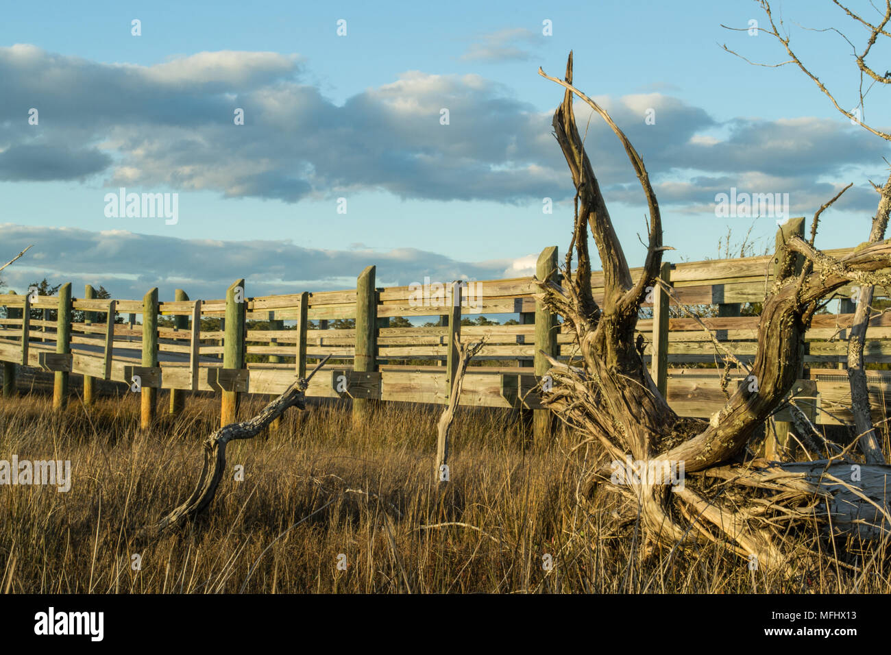 Huge uprooted tree basking in the North Carolina sun. Mother nature ...