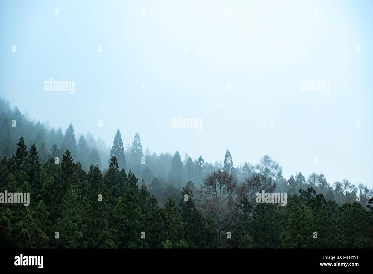 Foggy Layers of a Japanese Forest Stock Photo - Alamy