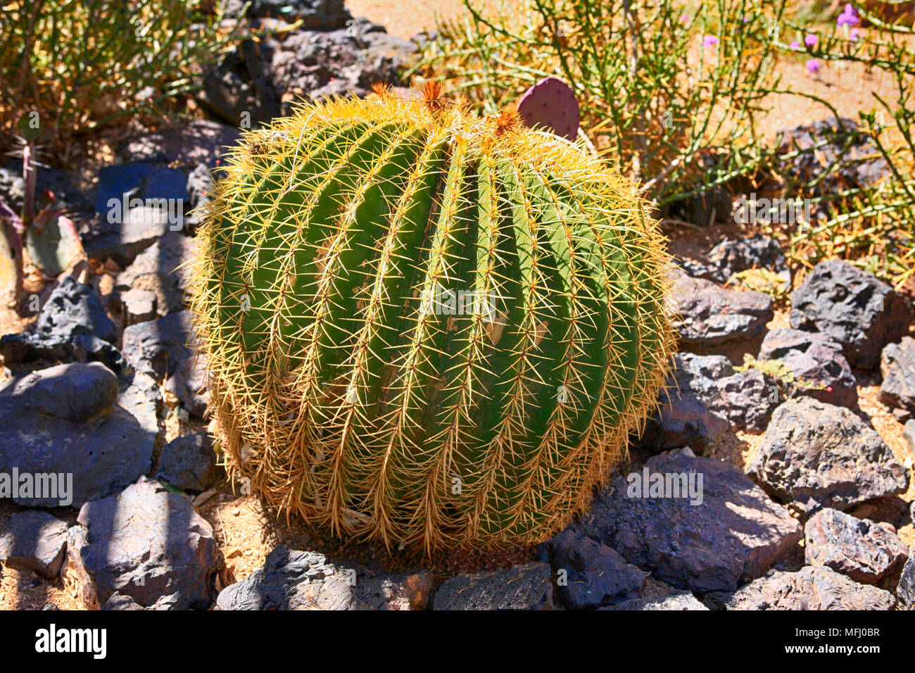 Mexican Fire Barrel cactus in the South Sonora desert in Arizona Stock ...