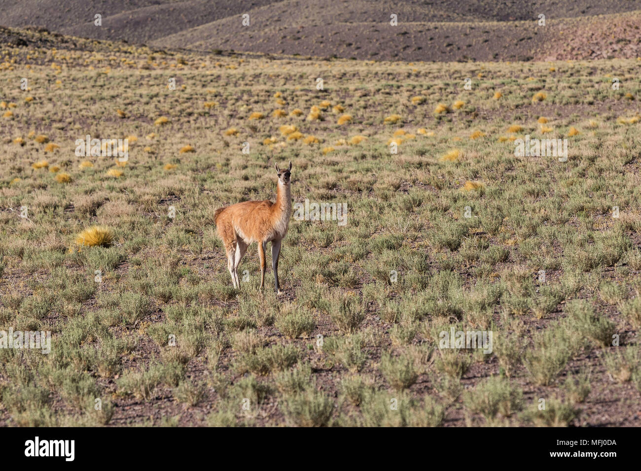 guanaco at atacama desert - horizontal Stock Photo - Alamy