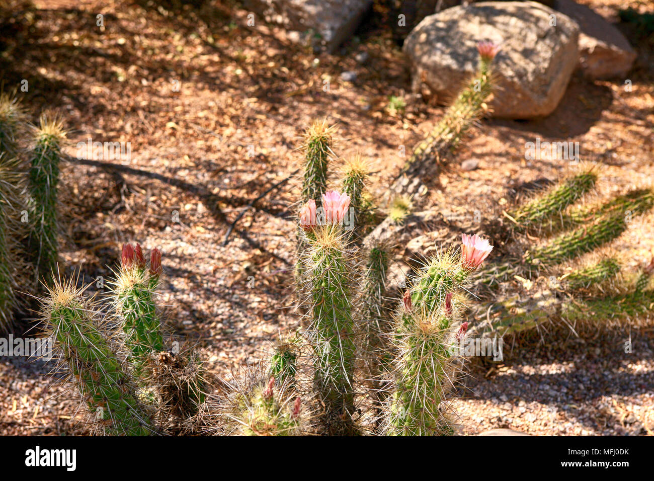 Golden hedgehog cactus hi-res stock photography and images - Alamy